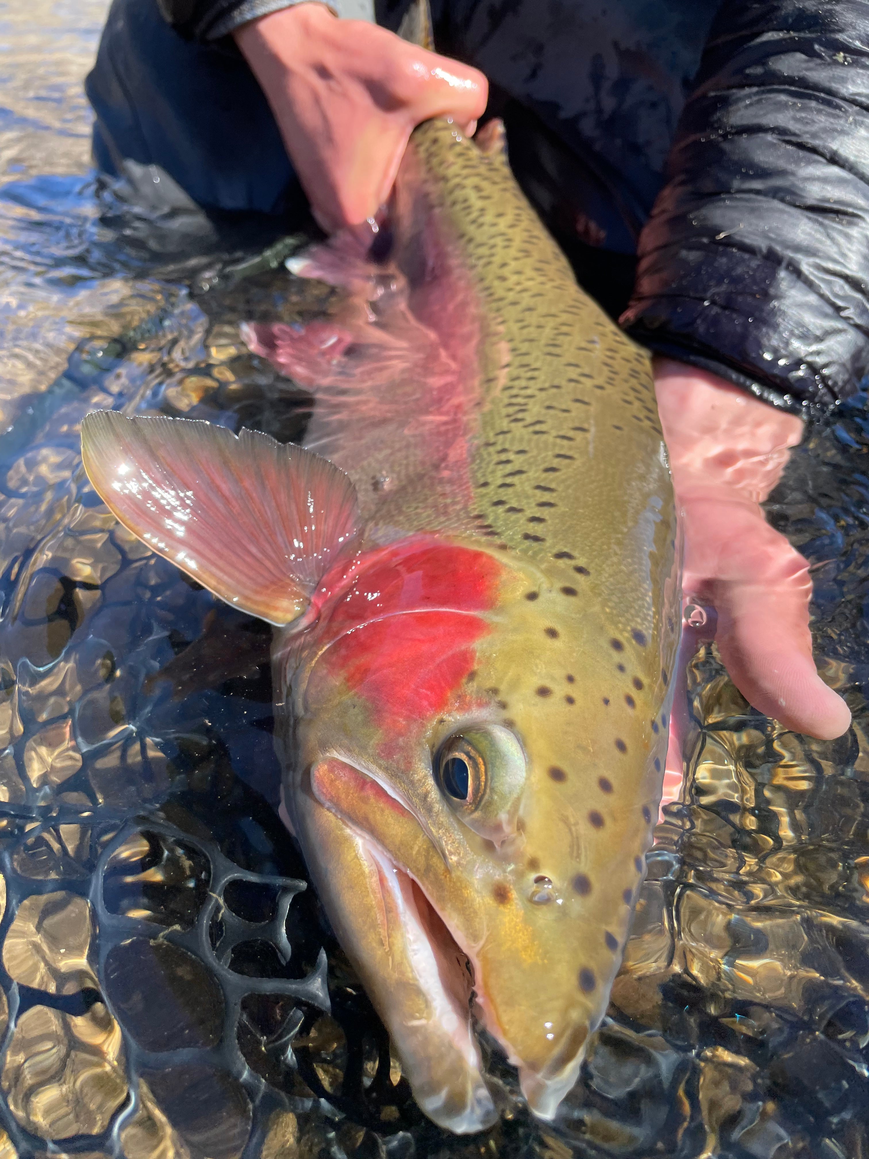 All Euro Nymphing Fly Patterns – Trout Creek Outfitters