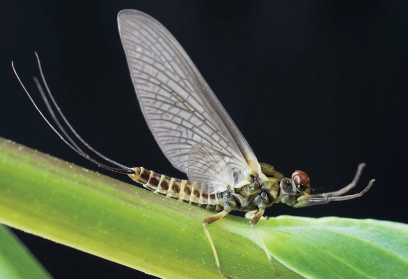 All Green Drake Patterns – Trout Creek Outfitters