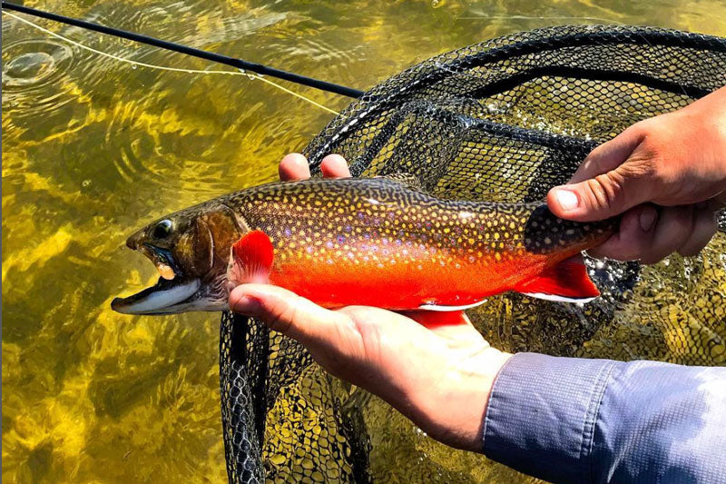 All Dry Dropper Patterns – Trout Creek Outfitters